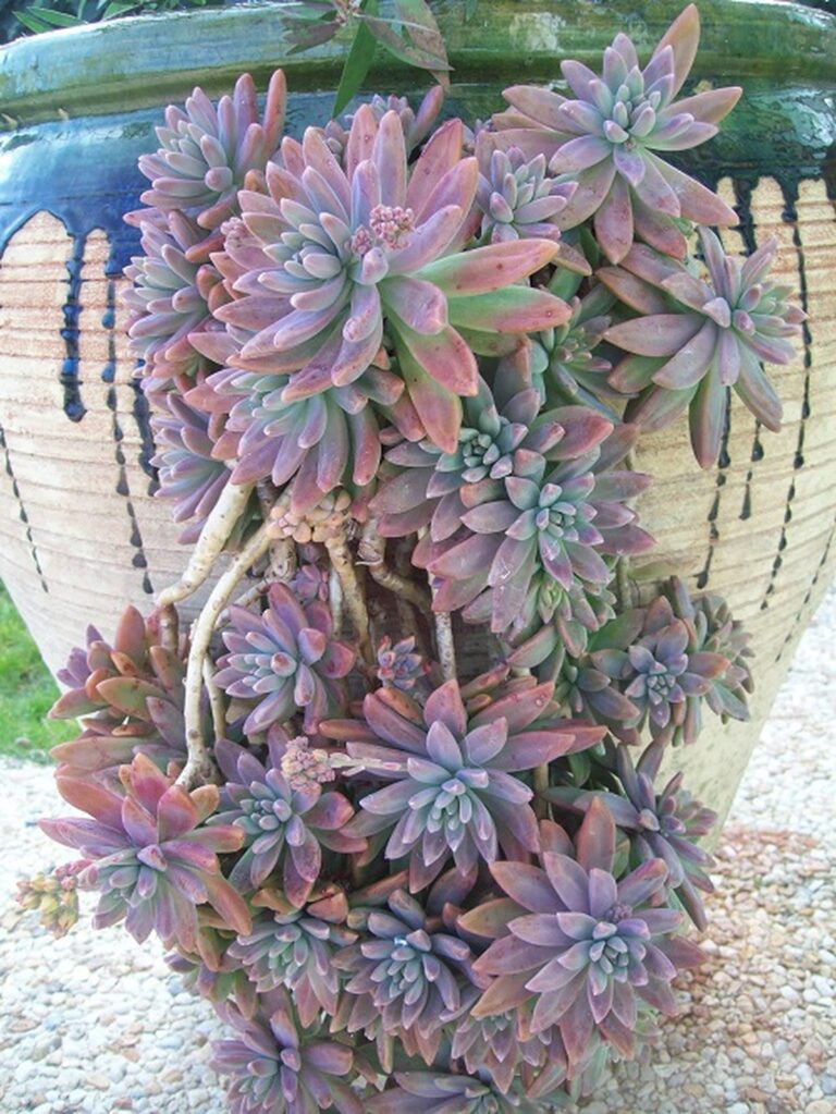 8 Fascinating Graptosedum Varieties for Your Succulent Garden