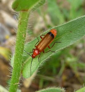 20 Surprising Garden Insects That Actually Help Your Plants Thrive