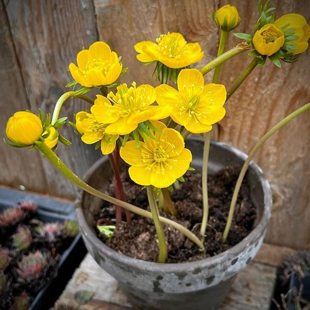 17 Amazing Cup Shaped Flowers for Your Dream Garden