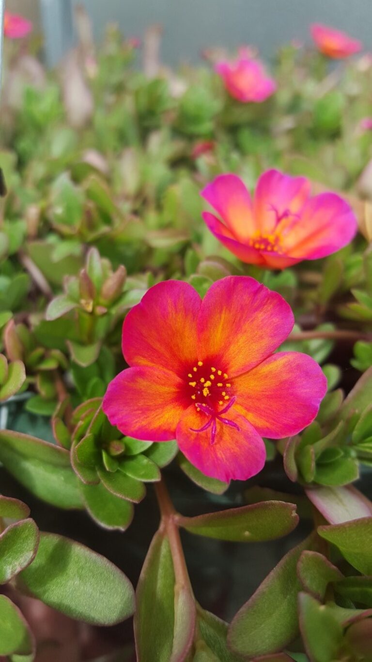 29 Stunning Portulaca Varieties That Brighten Every Garden