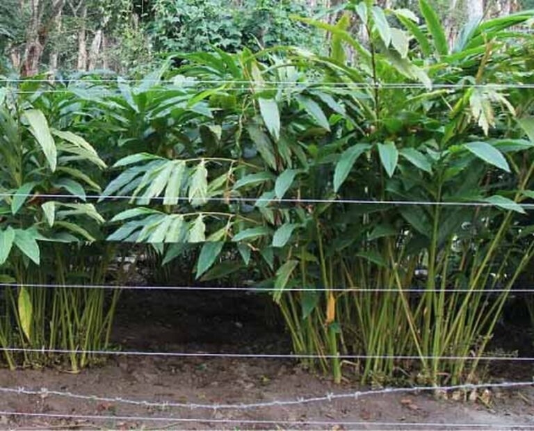 32 Charming Vegetable Garden Fence Ideas That Wow