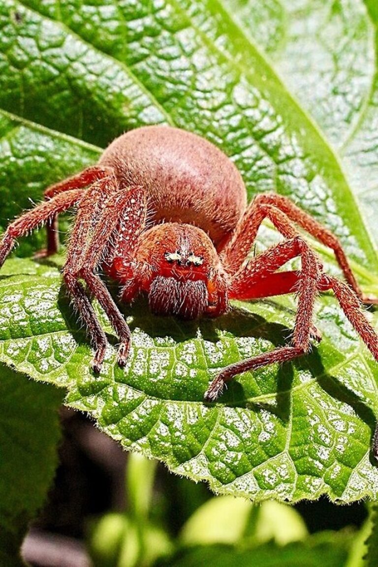 5 Fascinating Pink Spiders That Will Amaze Nature Lovers