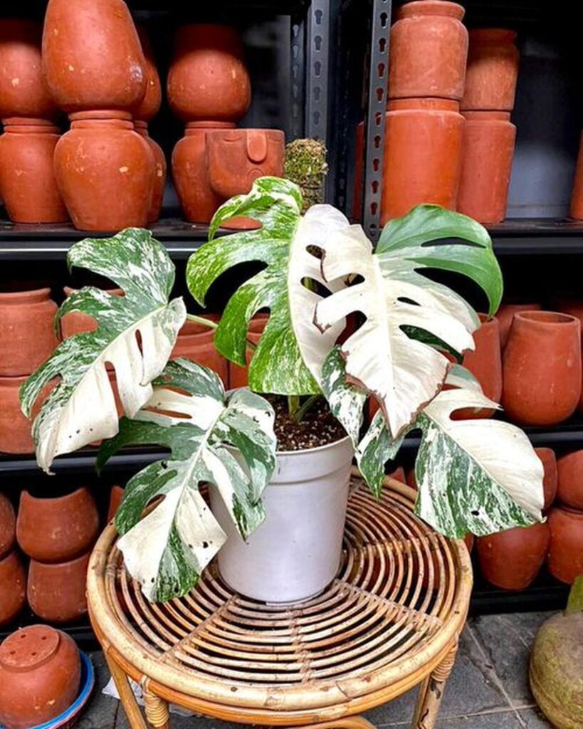 11 Stunning Variegated Monstera Varieties to Brighten Your Home