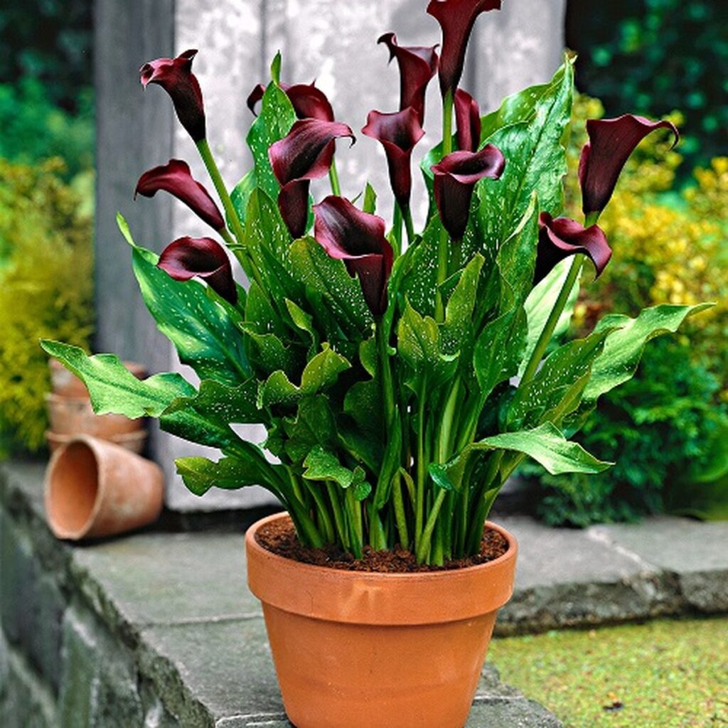 12 Stunning Red and Black Flowers to Brighten Any Garden