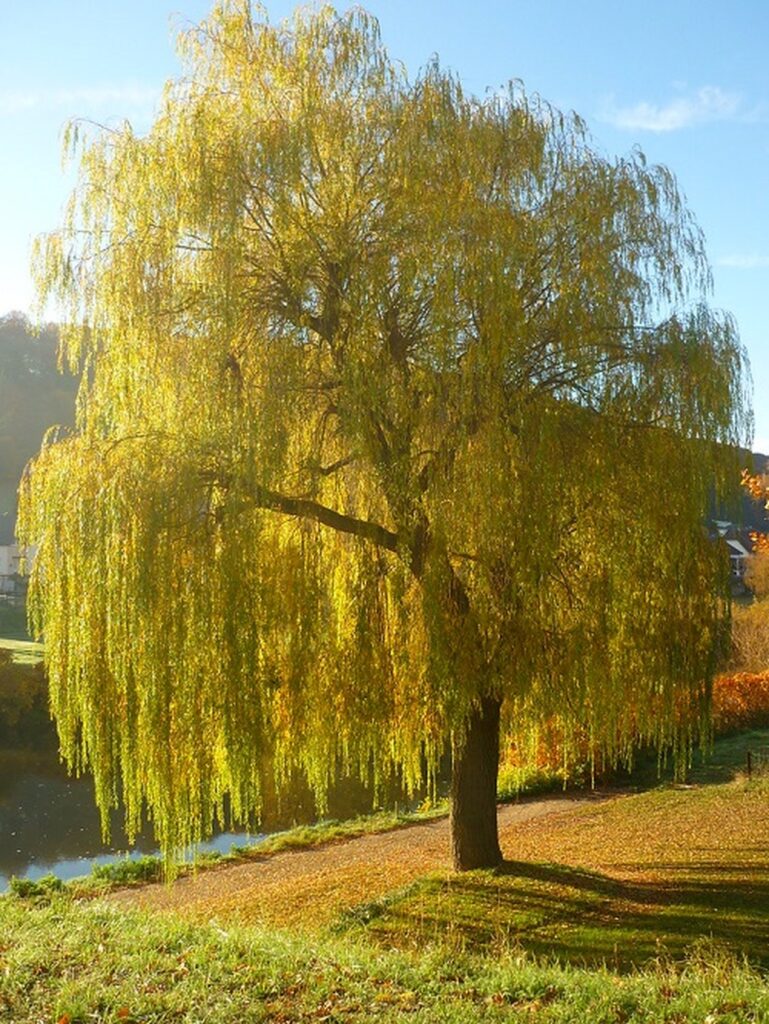 12 Stunning Types of Pussy Willow Every Garden Deserves