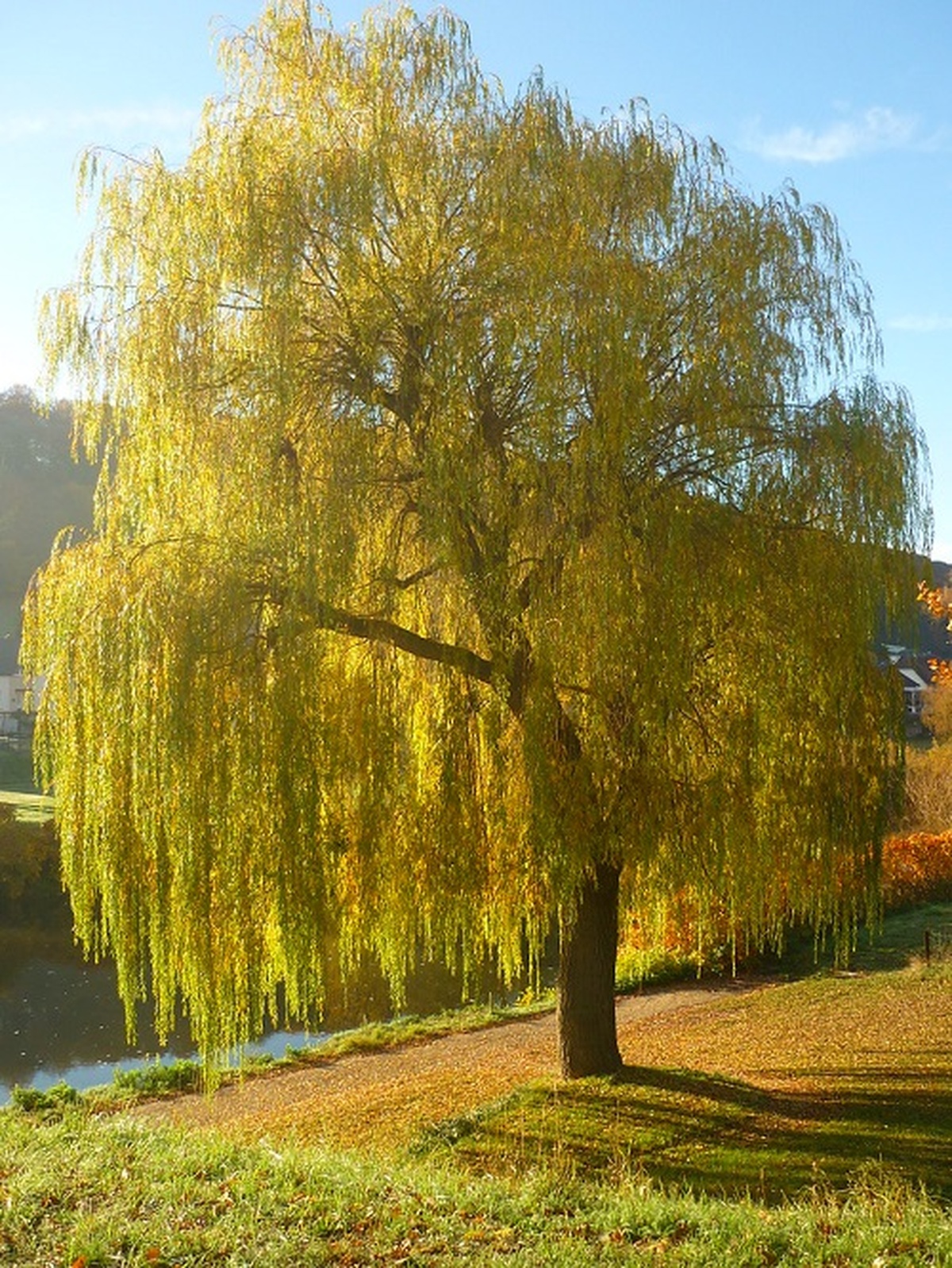 12 Stunning Types of Pussy Willow Every Garden Deserves