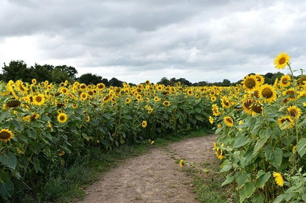 16 Gorgeous Sunflower Arrangement Ideas to Brighten Any Space