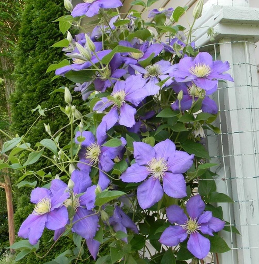 20 Stunning Clematis With Blue Flowers That Brighten Gardens