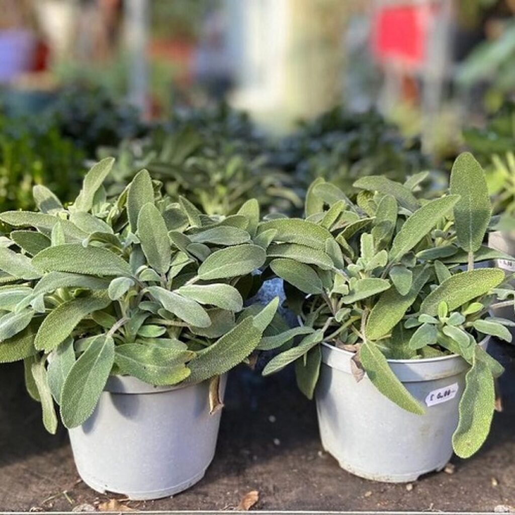 16 Amazing Sage Varieties for Gardens