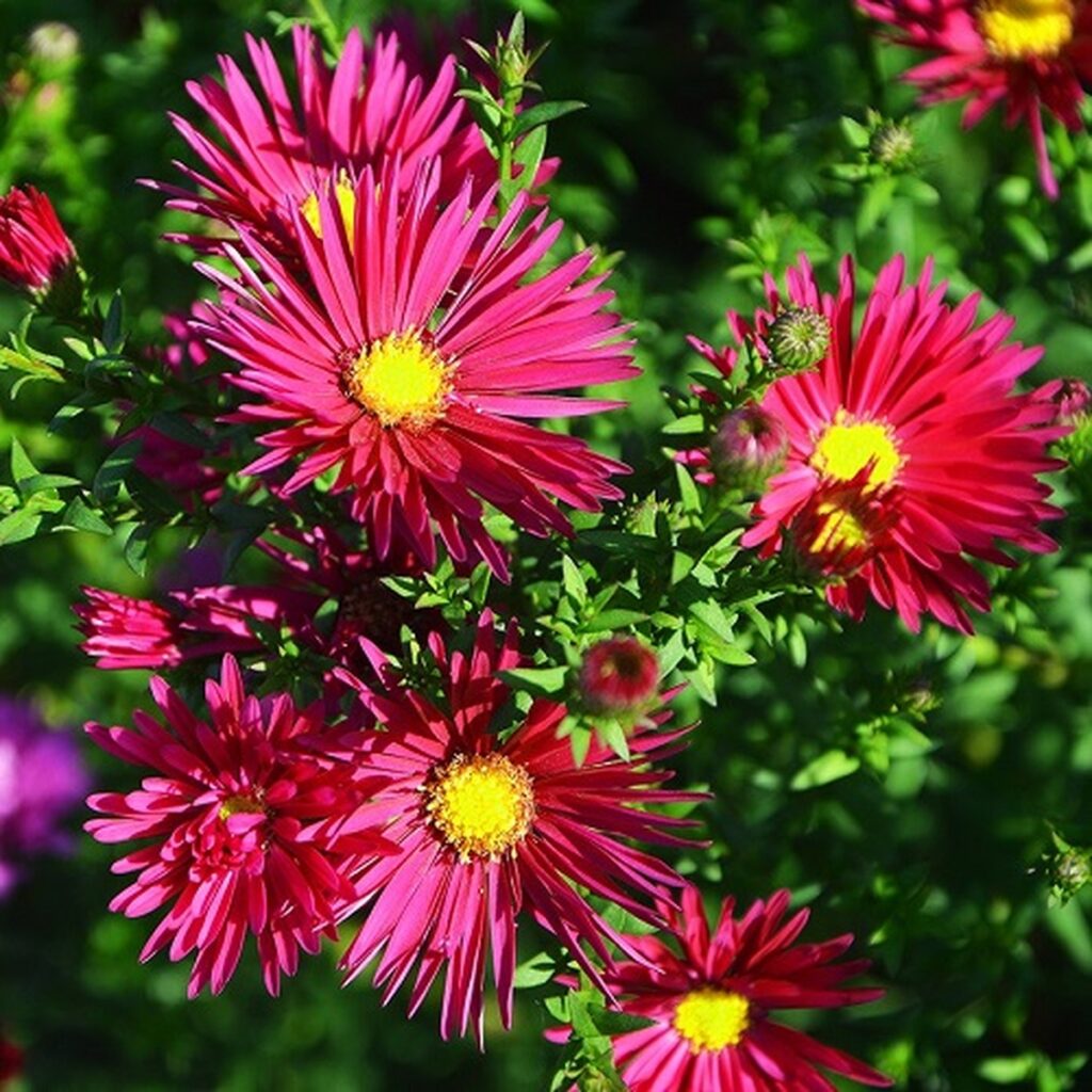 25 Breathtaking Red Flowers With Yellow Center That Wow
