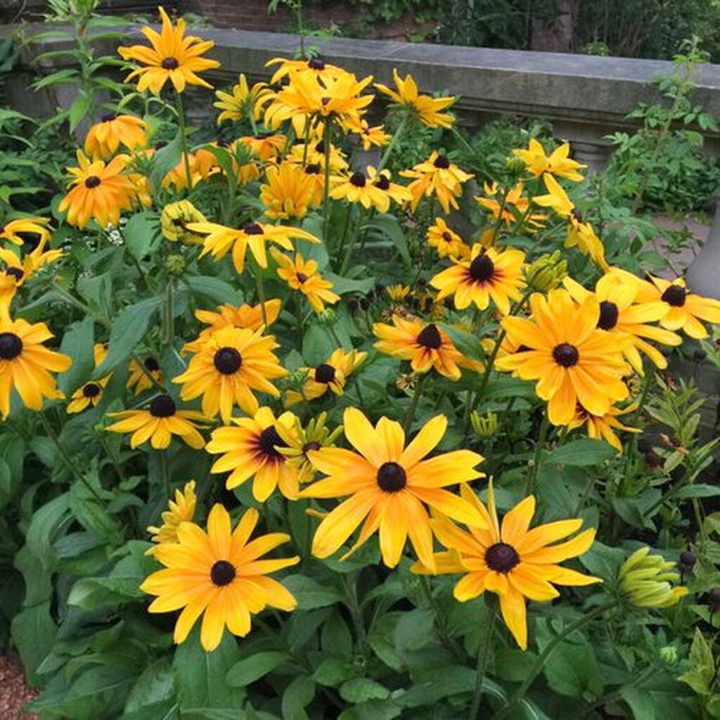 18 Gorgeous Plants That Bloom Massive, Eye-Catching Flowers