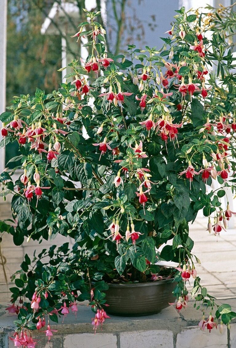 16 Gorgeous Fuchsia Variety Colors That Gardeners Adore
