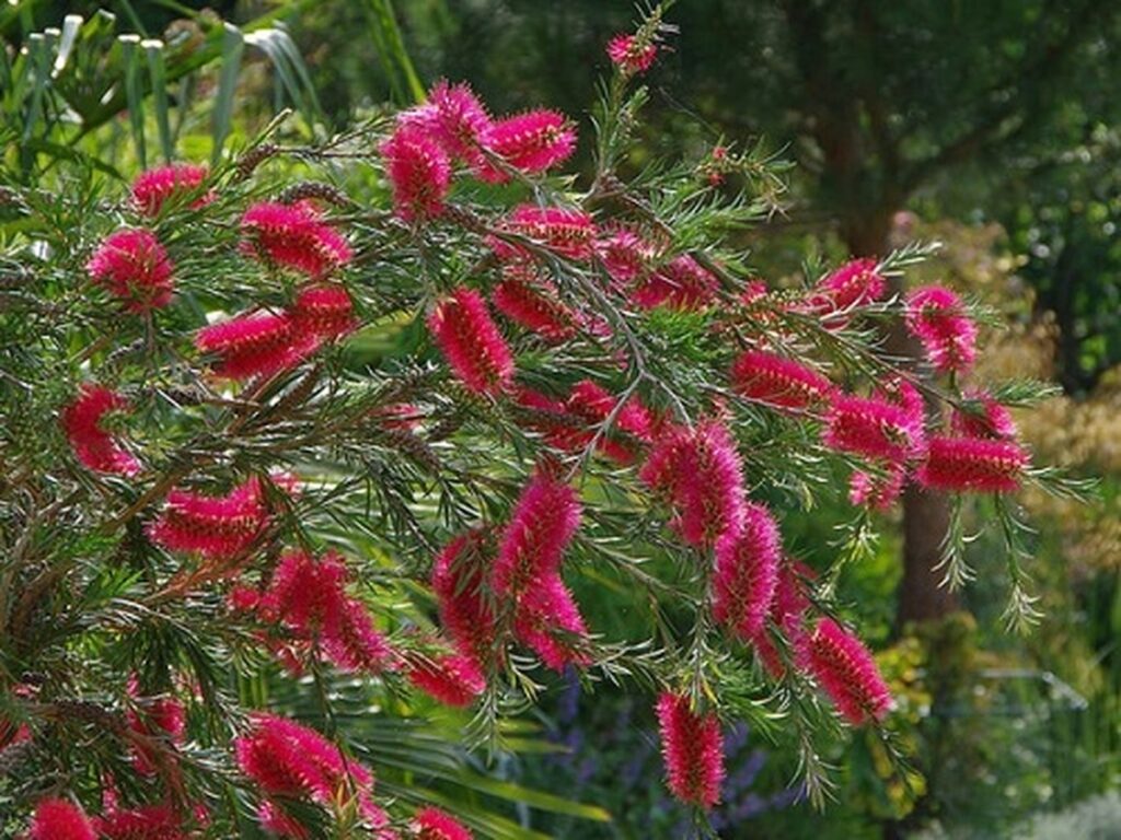 20 Enchanting Maroon Flowers That Beautify Any Garden