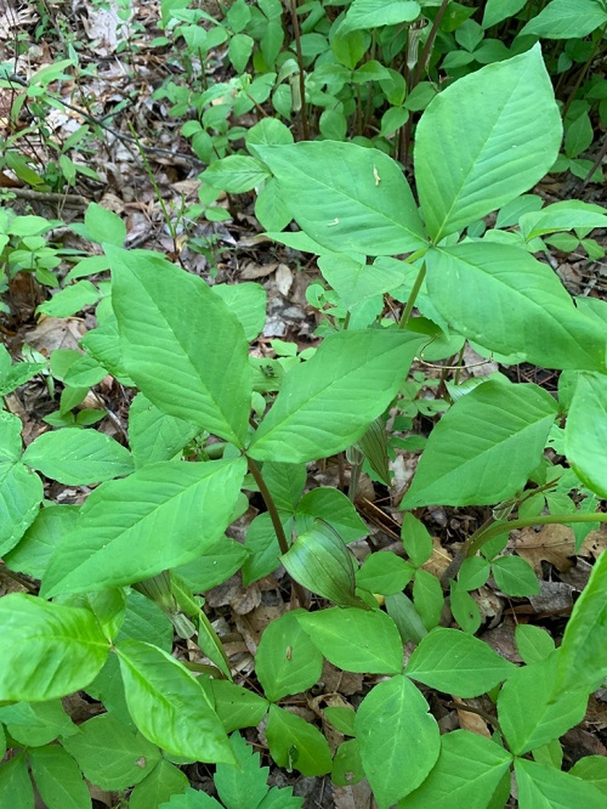 14 Common Plants That Look Like Poison Ivy: Spot the Difference