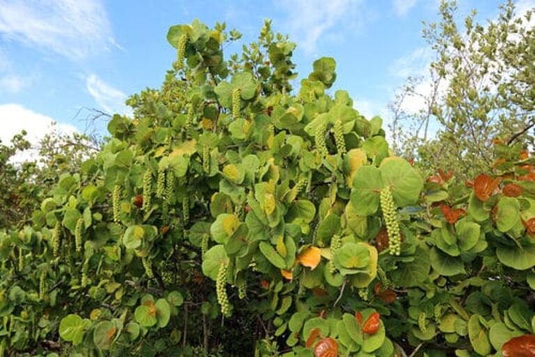 62 Stunning Native Florida Plants and Trees to Beautify Your Space