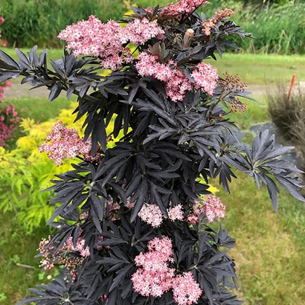 15 Gorgeous Chicago Native Plants for Your Enchanting Garden