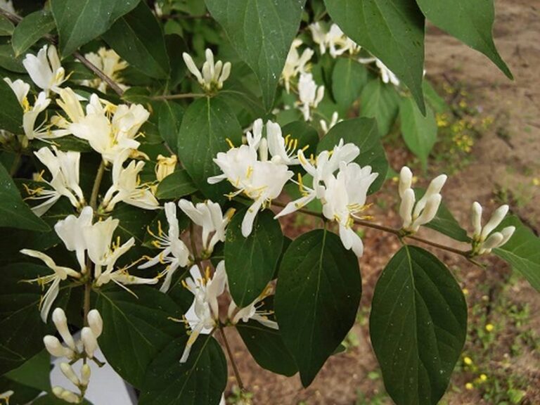 23 Beautiful Honeysuckle Varieties to Brighten Your Garden
