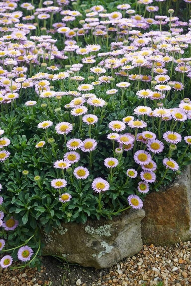 17 Beautiful Irish Flowers to Brighten Your Garden Space