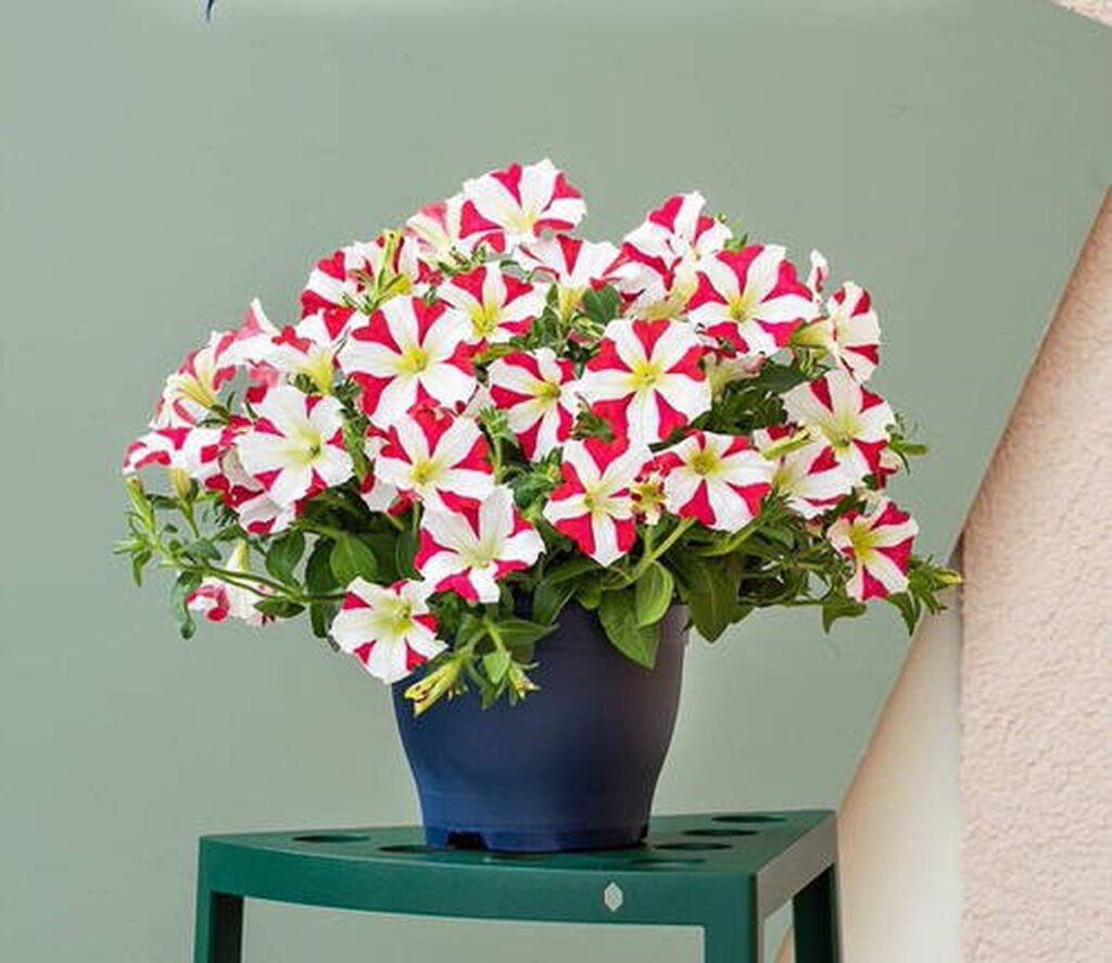 40 Stunning Types of Petunias That Brighten Any Garden