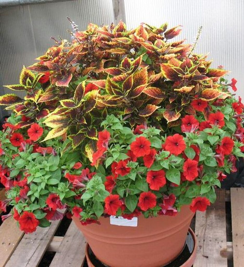 27 Stunning Companion Plants for Petunias To Enhance Your Garden