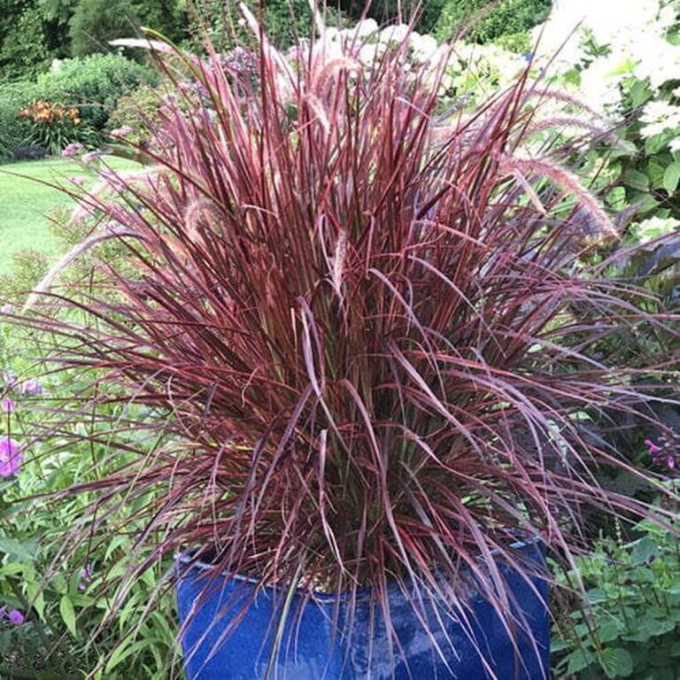 21 Beautiful Ornamental Grasses to Transform Your Containers