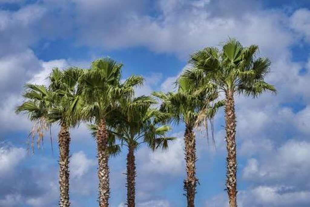 62 Stunning Native Florida Plants and Trees to Beautify Your Space