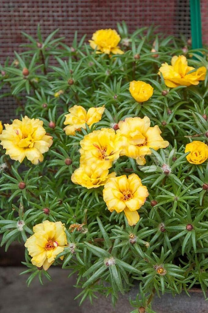 29 Stunning Portulaca Varieties That Brighten Every Garden