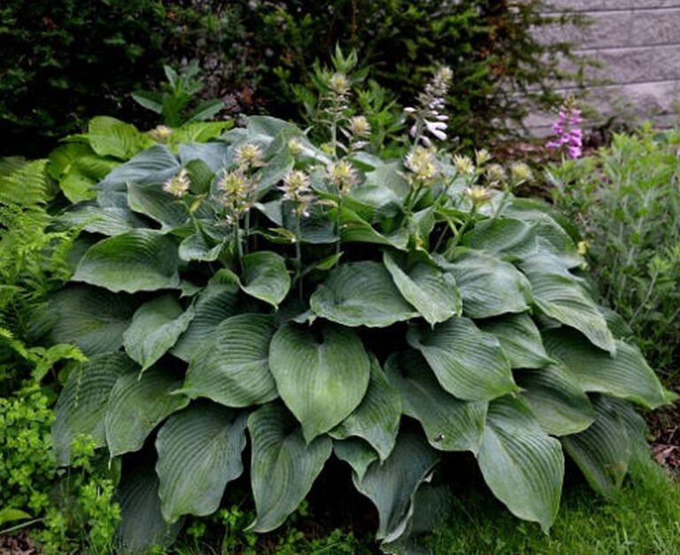 25 Stunning Purple Hostas To Brighten Your Garden Space