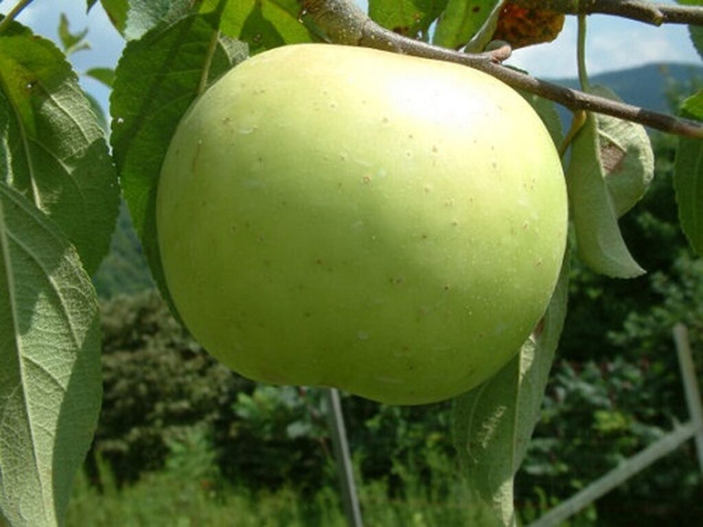 31 Delicious Green Apple Varieties to Taste This Season