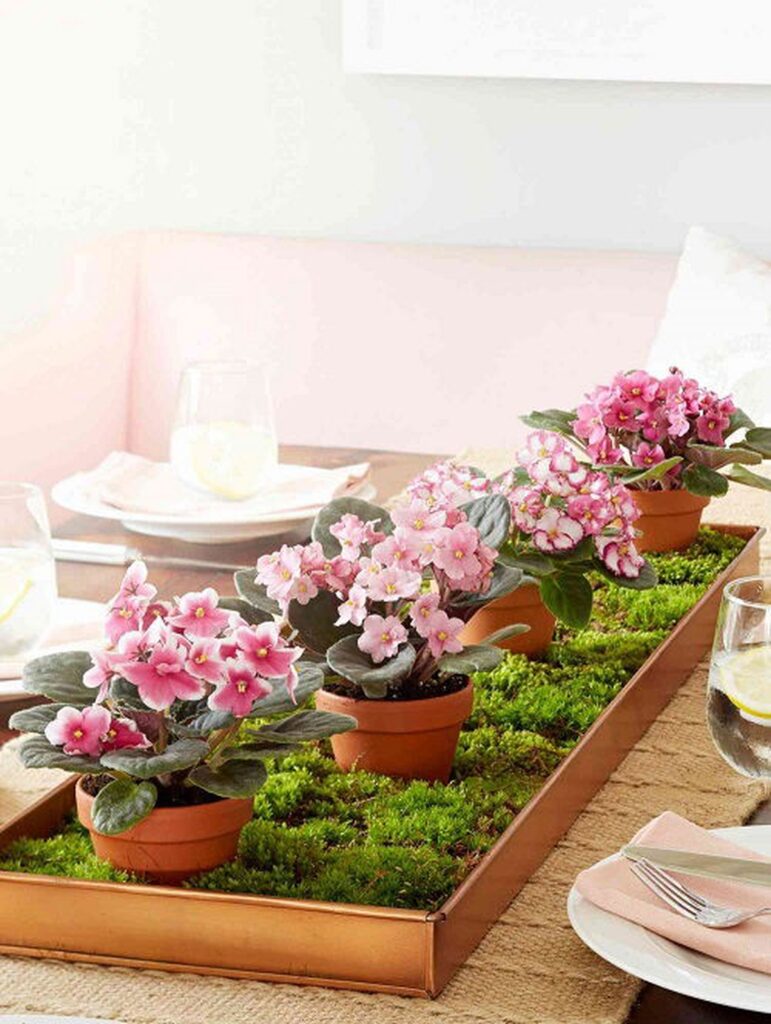 29 Charming African Violets Display Ideas for Your Home