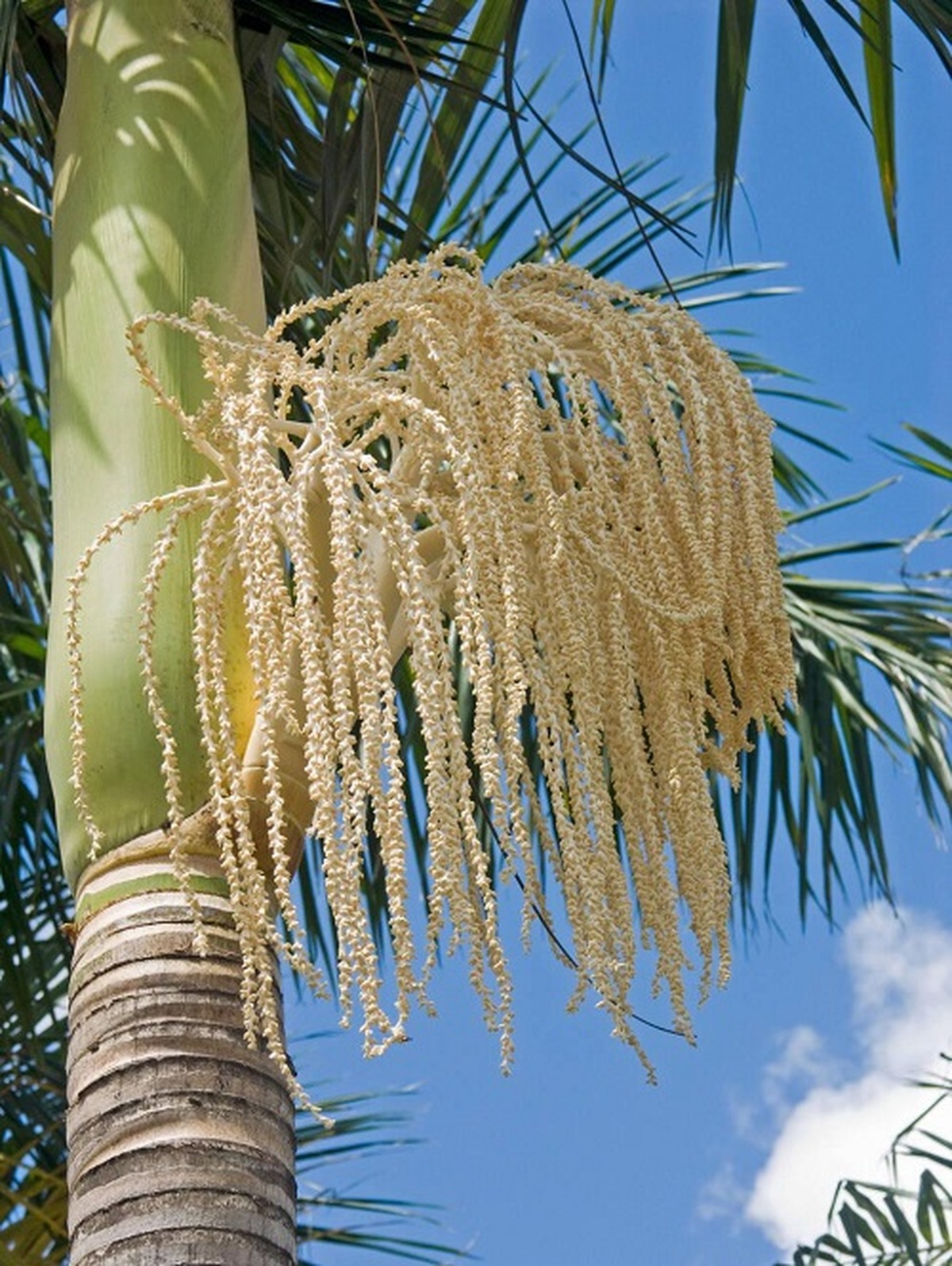 14 Gorgeous Palm Trees that Flower Beautifully in Your Garden
