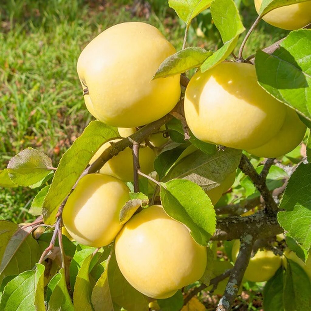 27 Delicious Yellow Apple Varieties Perfect For Your Garden