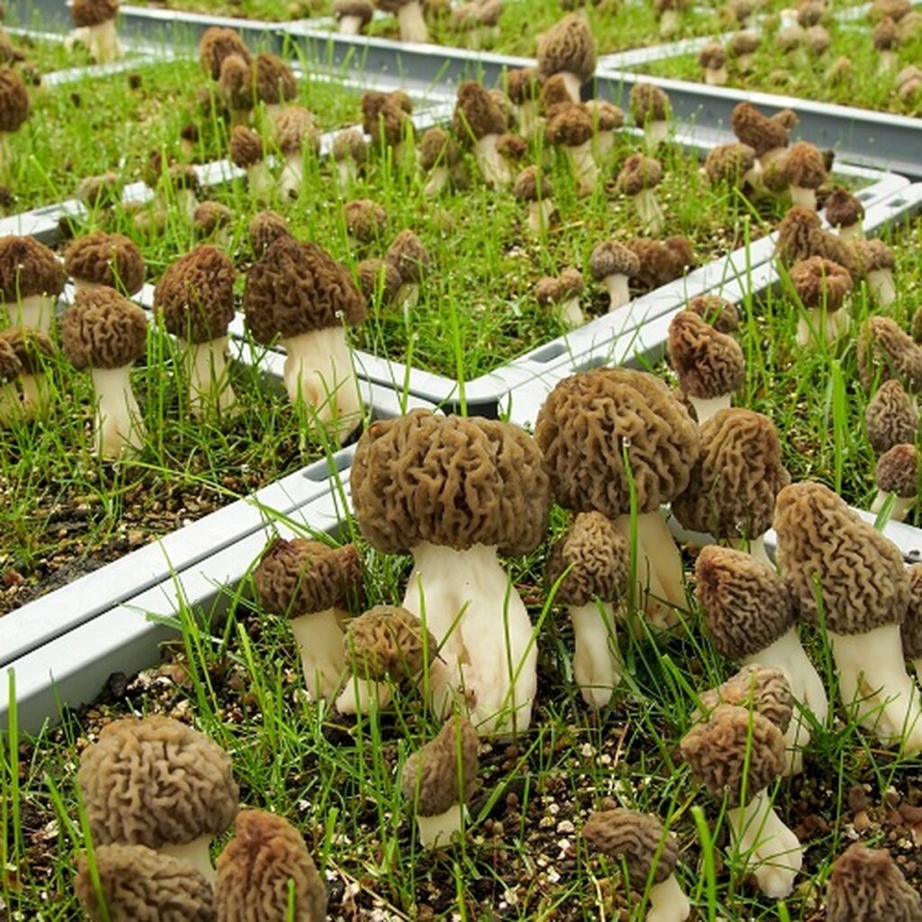 15 Amazing Wild Edible Plants in Georgia that Also Grow in Garden