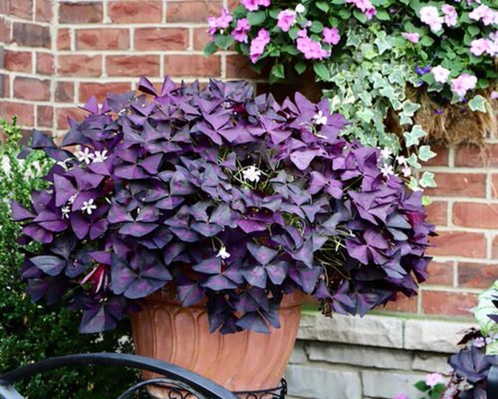 57 Beautiful Outdoor Purple Plants That Brighten Any Garden