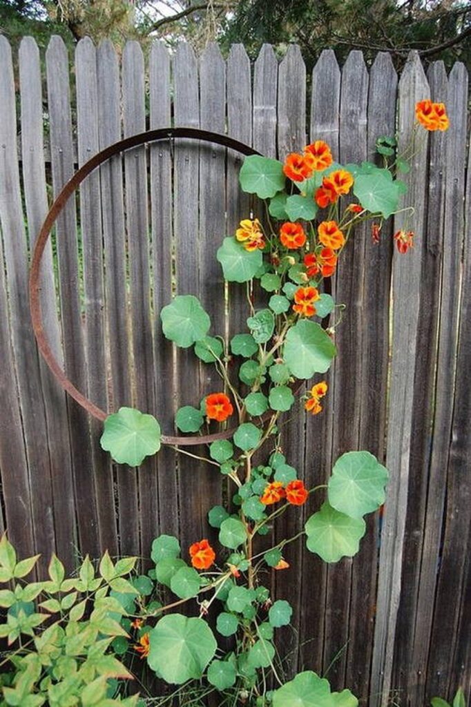 40 Charming Ways to Display Vines Both Indoors and Outdoors