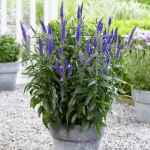 50 Beautiful Types of Cut Flowers for a Cut Flower Garden