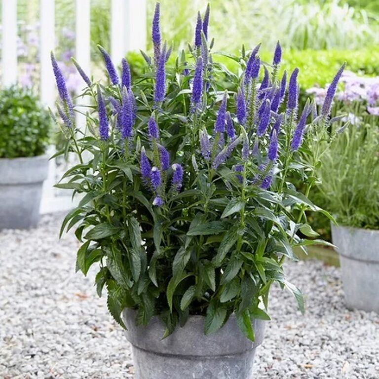 50 Beautiful Types of Cut Flowers for a Cut Flower Garden