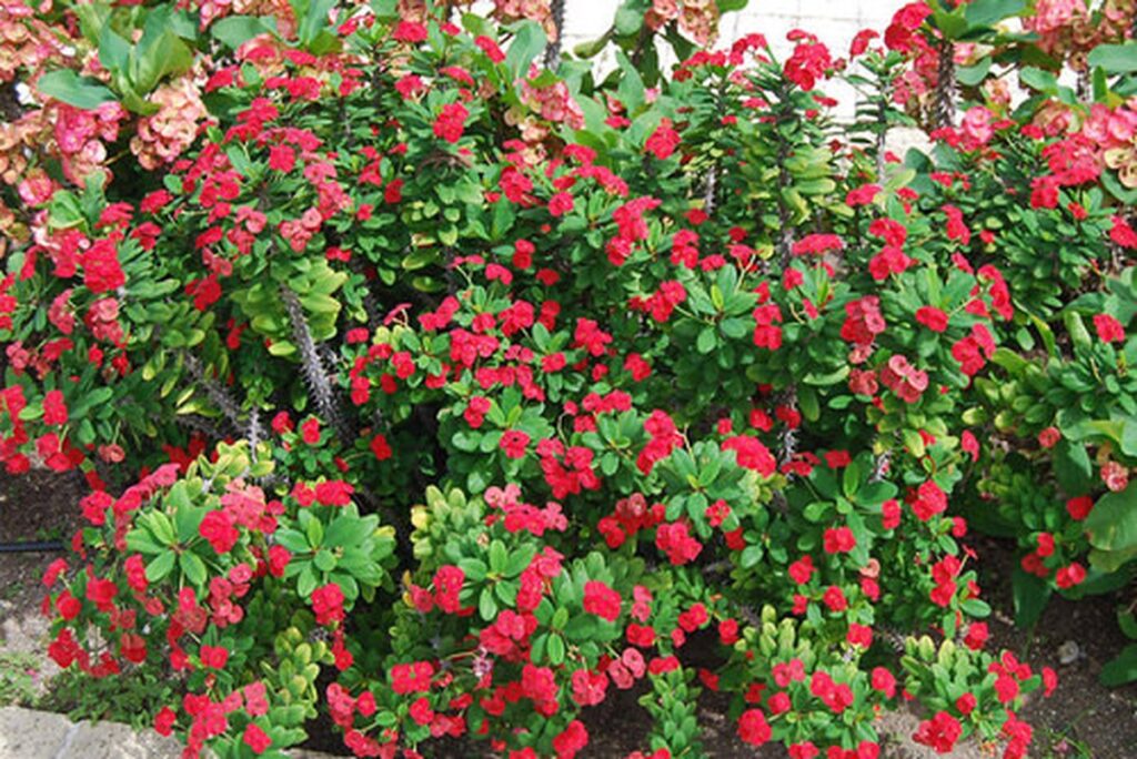 46 Gorgeous Shrubs for Shade That Thrive in Dim Corners