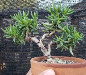 33 Stunning Types of Jade Plants to Brighten Any Space