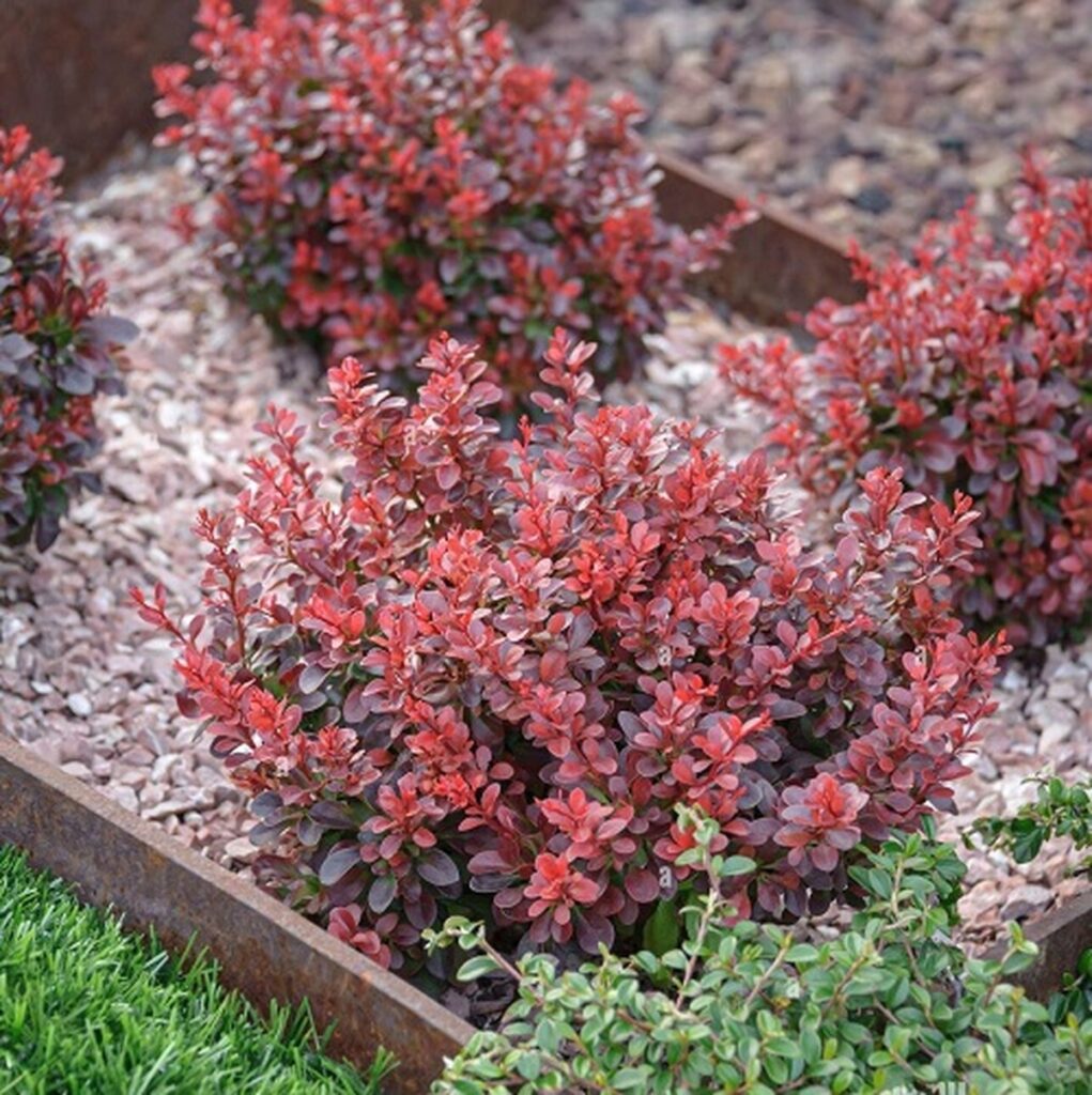 30 Stunning Red Leaf Plant Varieties to Brighten Your Garden