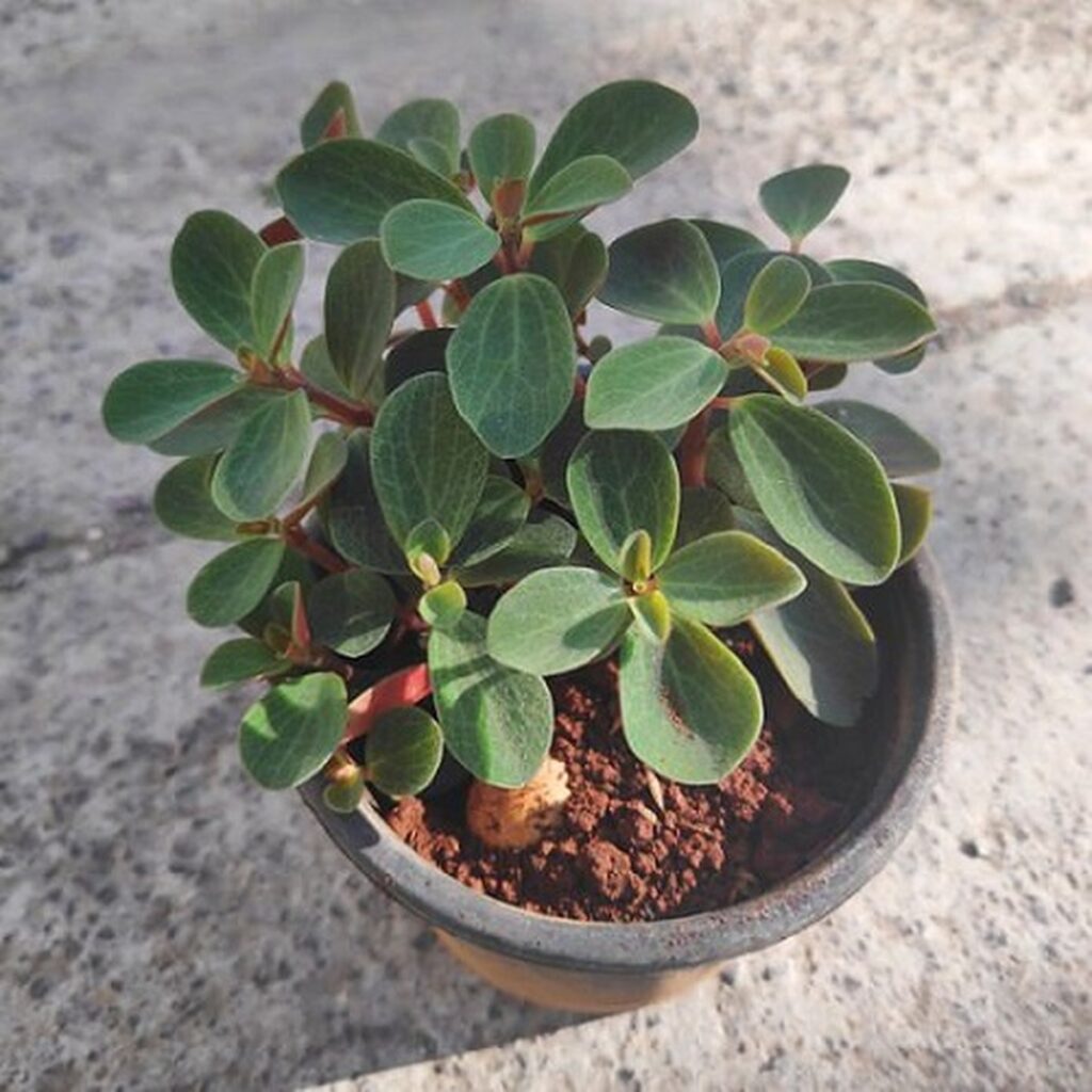 63 Stunning Peperomia Types: Beautiful Plant Varieties to Explore