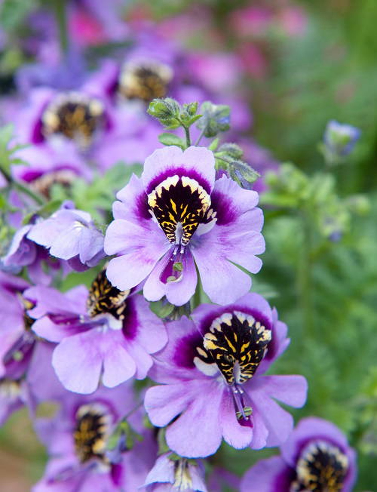 12 Gorgeous Flowers That Look Like Butterfly Ready to Fly Away