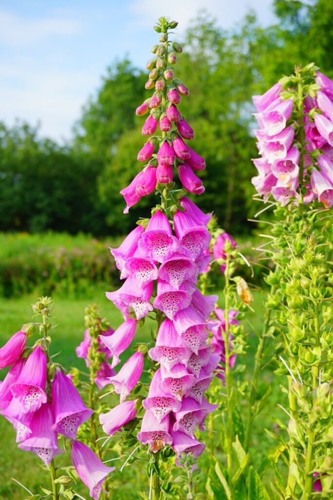 17 Beautiful Irish Flowers to Brighten Your Garden Space