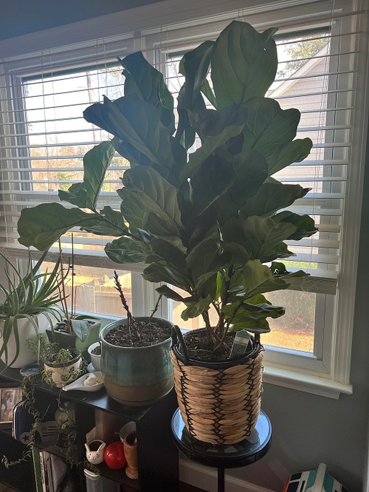 13 Stunning Privacy Plants for Windows to Shield Your Home