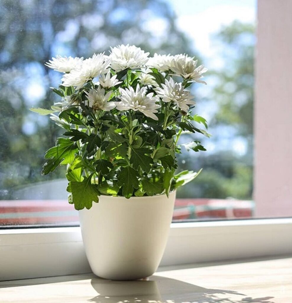 31 Amazing South Window Facing Plants for a Sunny Home