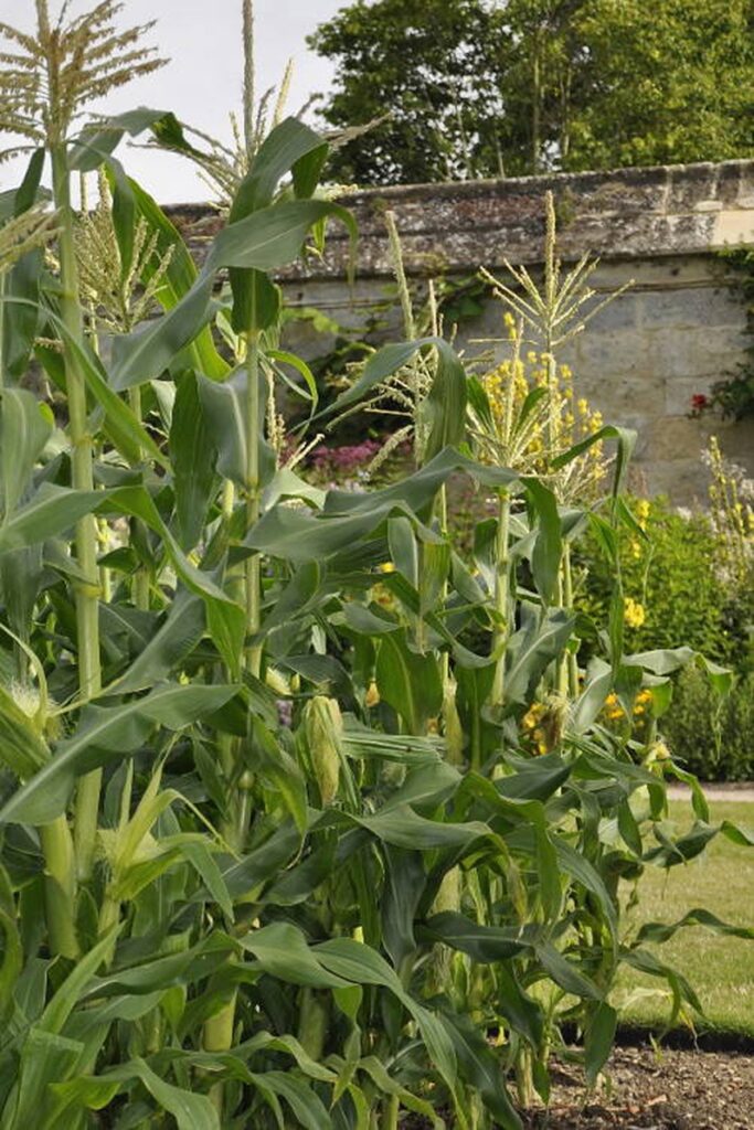 12 Fascinating Plants That Look Just Like Corn But Aren't