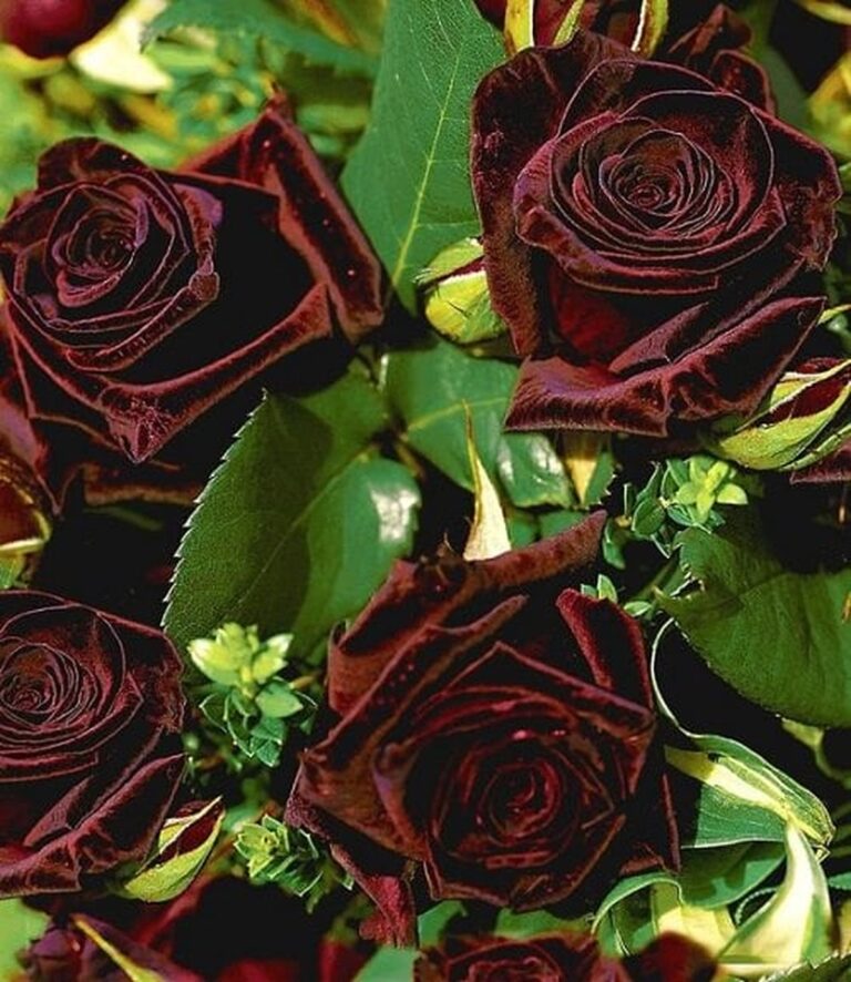 10 Mesmerizing Black Rose Varieties and Their Symbolic Meanings