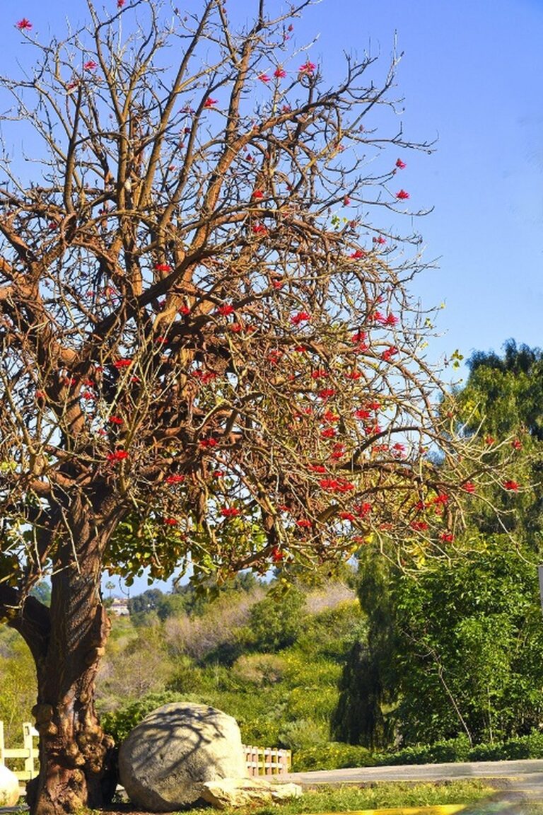 11 Stunning Flame Trees That Will Brighten Up Your Garden
