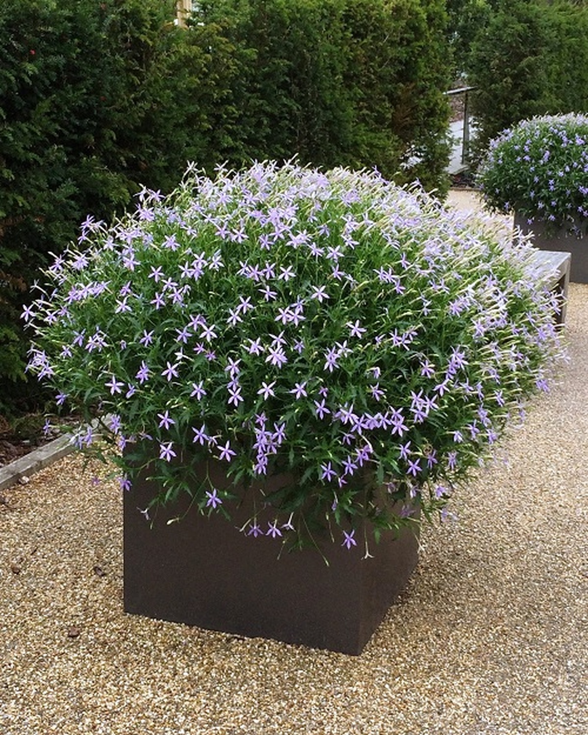 14 Beautiful Flowers That Look Like Stars - Star Shaped Wonders
