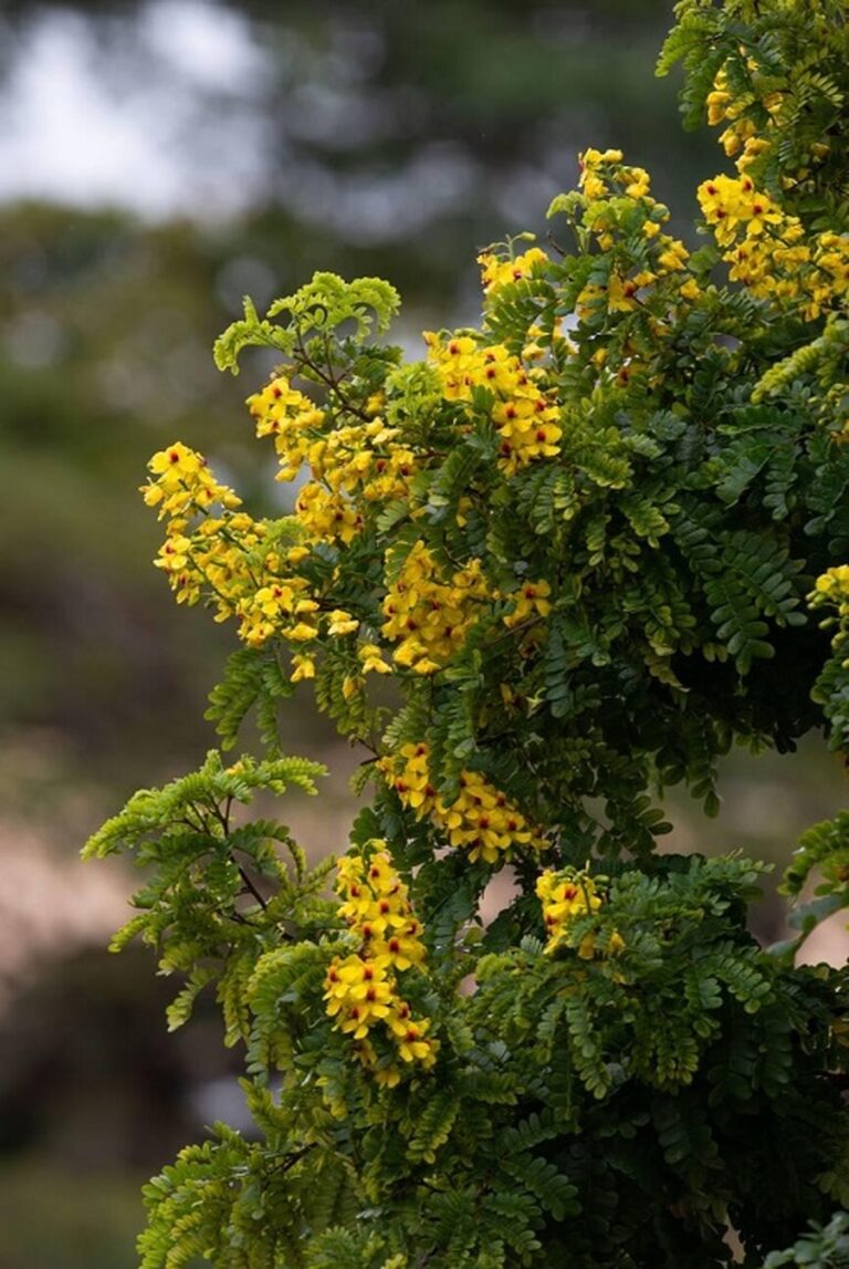 21 Beautiful Brazilian Flowers That Brighten Any Garden